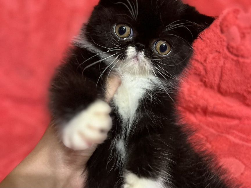 Экзотическая девочка