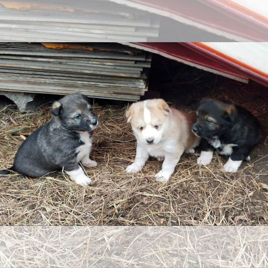 Щенок в добрые руки