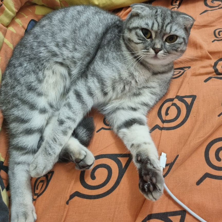 Вязка с котом бесплатно