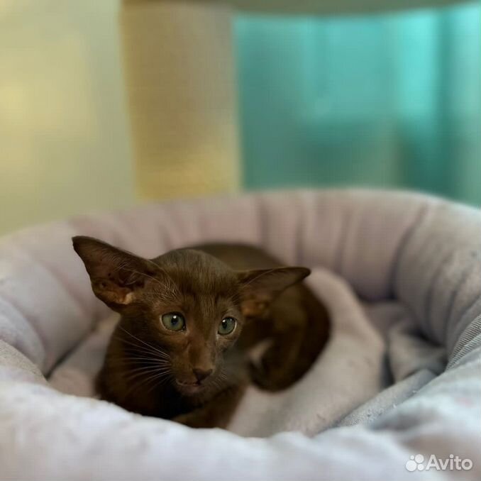 Прекрасные шоколадные котятки