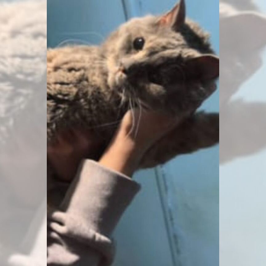 Британская короткошёрстная, взрослая кошка