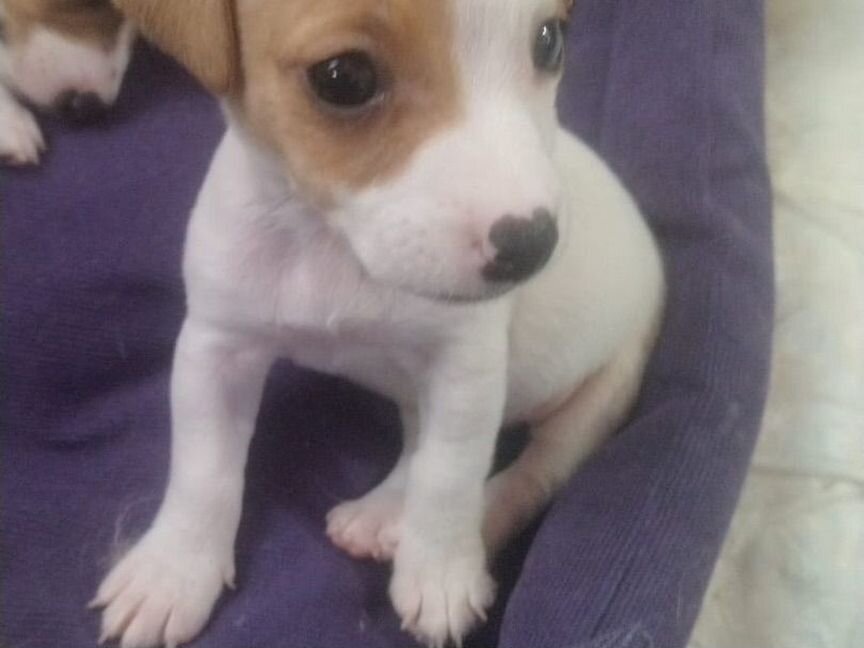 Щенок джек рассел