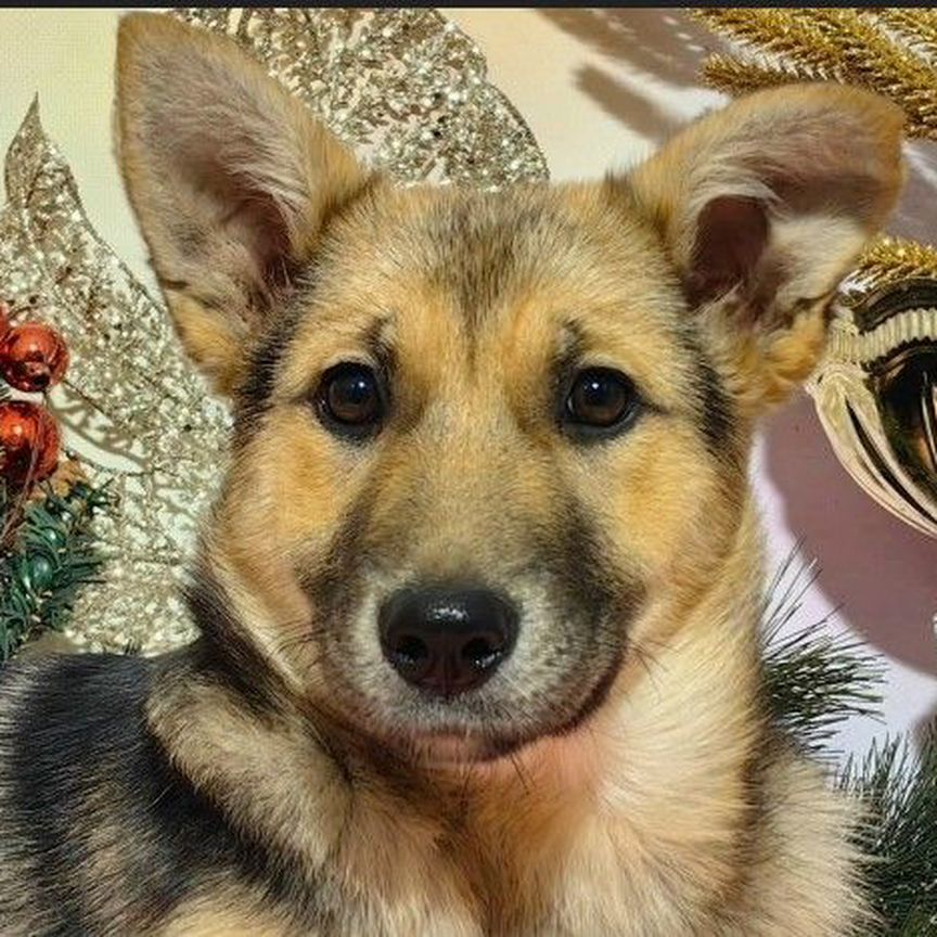 Немецкая овчарка, щенок