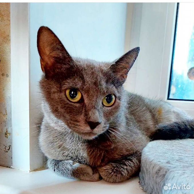 Русская голубая Кошка Диана 1 год, стерелизованна