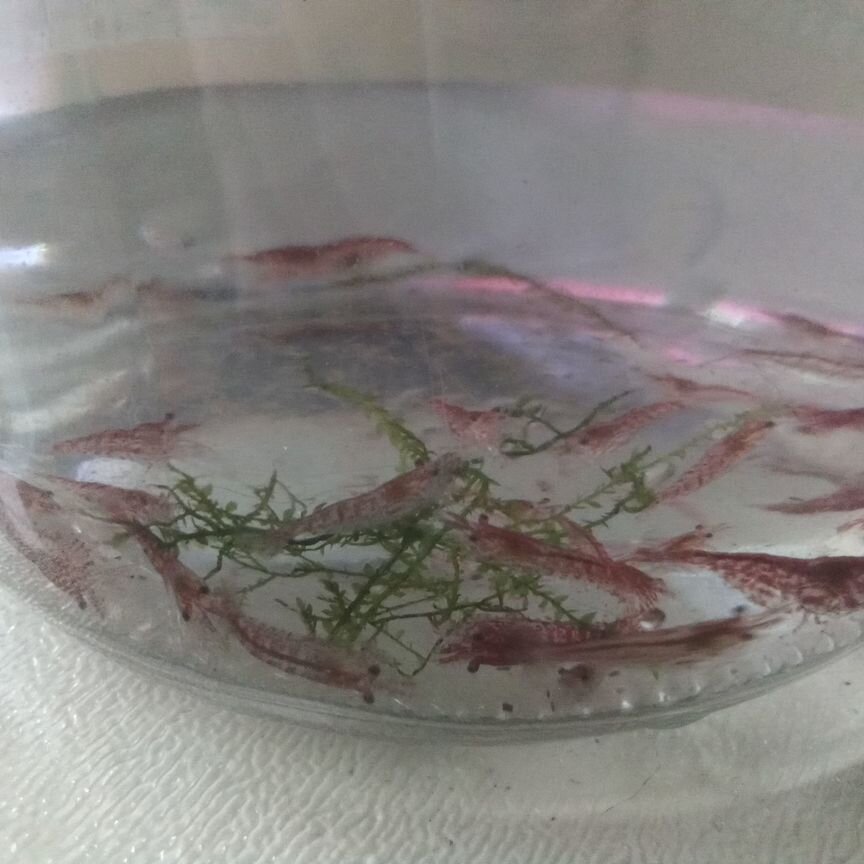 Креветки вишня 30 шт