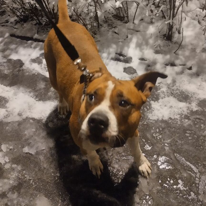 Американский стаффордширский терьер, взрослый пёс