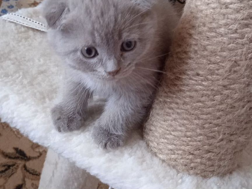 Британская кошечка