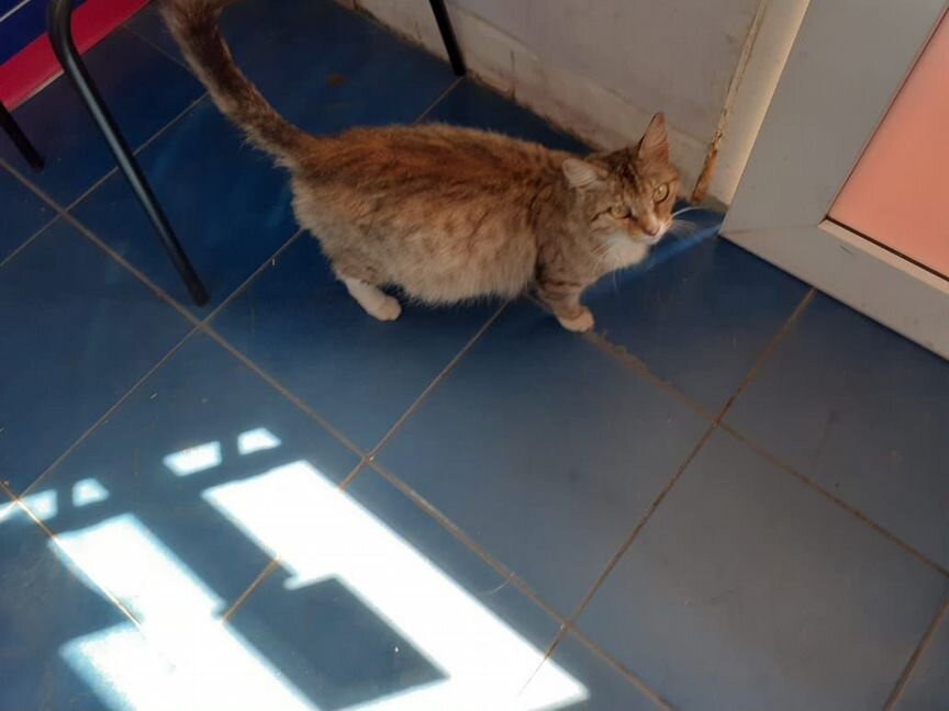 Беременная кошка