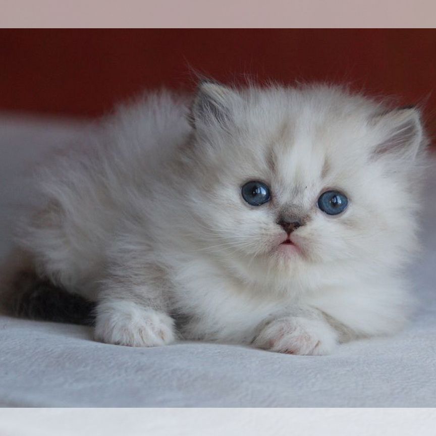 Шотландский прямоухий длинношёрстный котёнок