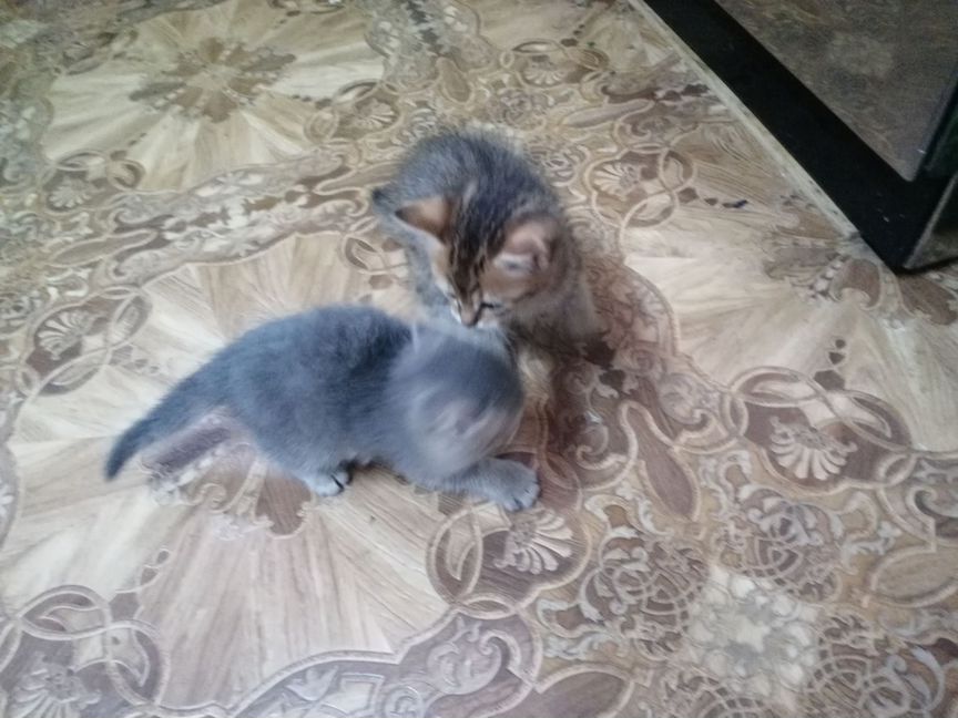 Кошки в добрые руки
