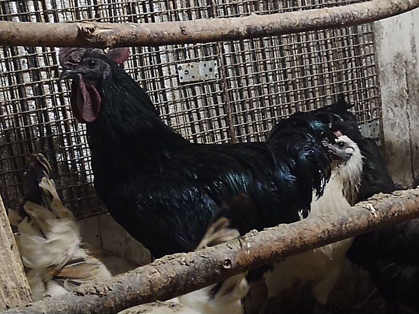 Куры Ухейлюй и Лакеданзи