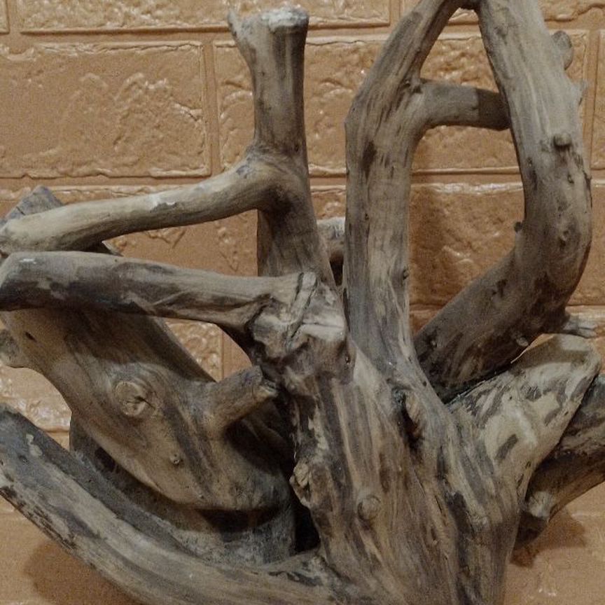 Аквариум (бронь до 2 сентября)