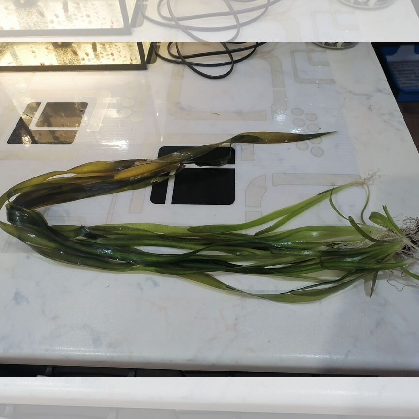 Аквариумные растения