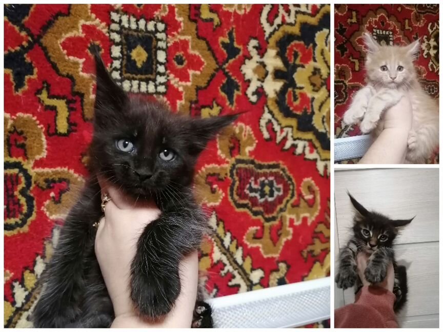 Мейн-кун котята весёлые ребята