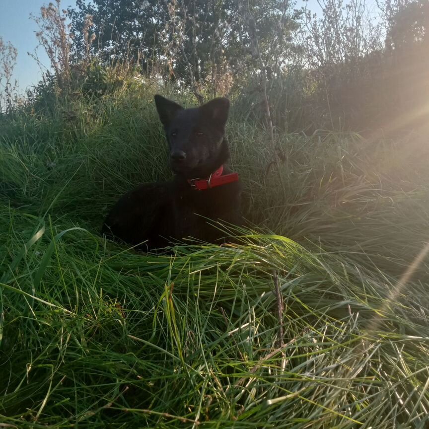 Щенок в добрые руки бесплатно