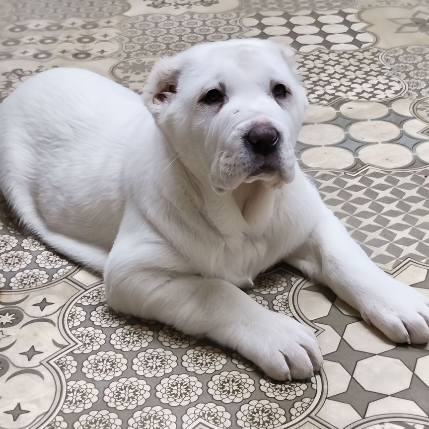 Среднеазиатская овчарка, щенок