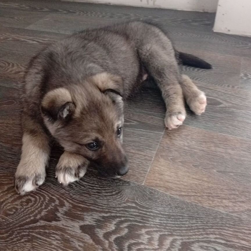 Щенок в добрые руки бесплатно