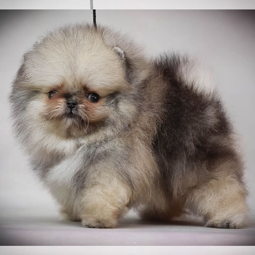 Померанский шпиц тип мишка мини мерле