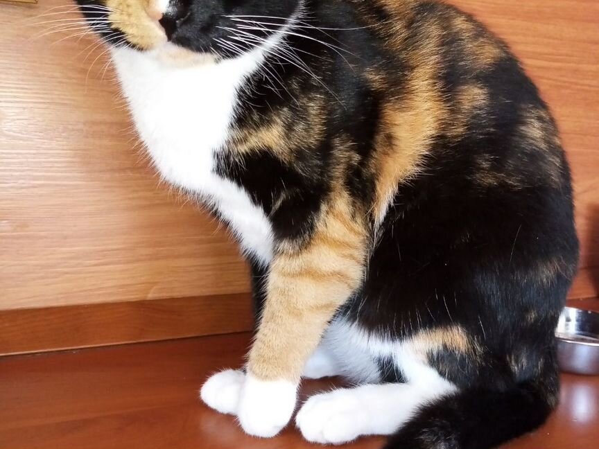 Кошка