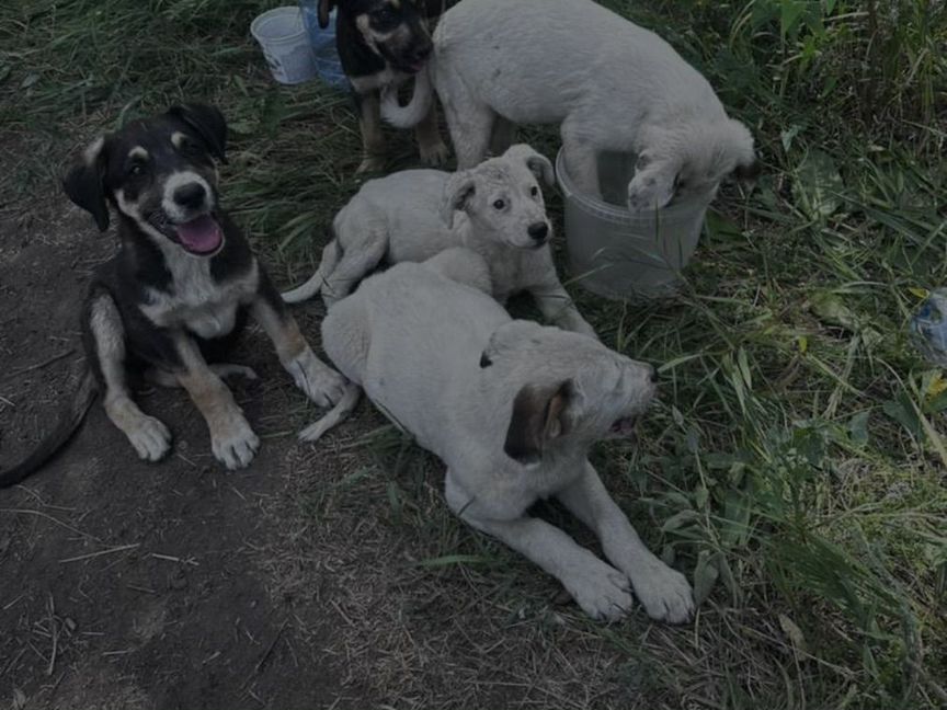 Собака в добрые руки