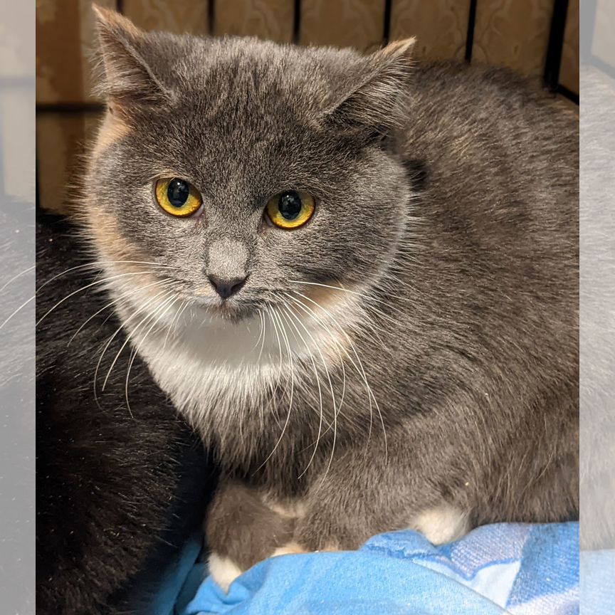 Взрослая, кошка в добрые руки