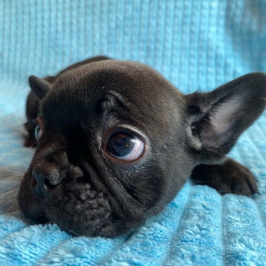 Щенки Французский бульдог