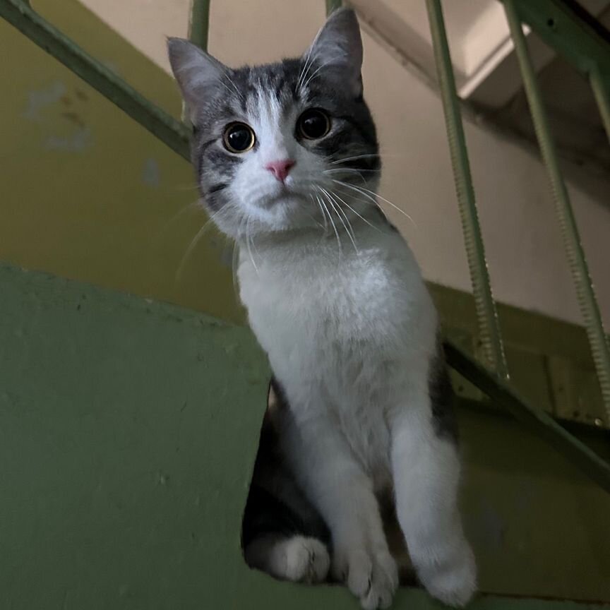 Кот в добрые руки