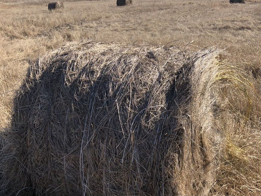 Сено в рулонах