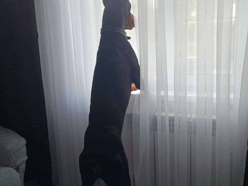 Собака доберман