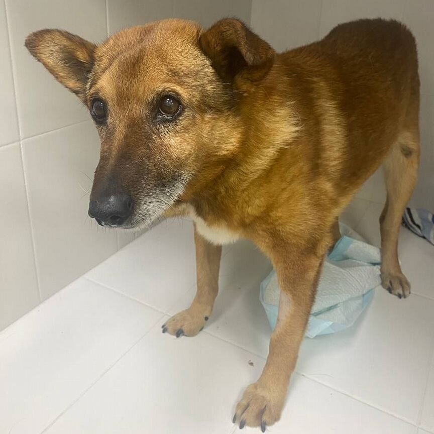 Взрослый пёс в добрые руки