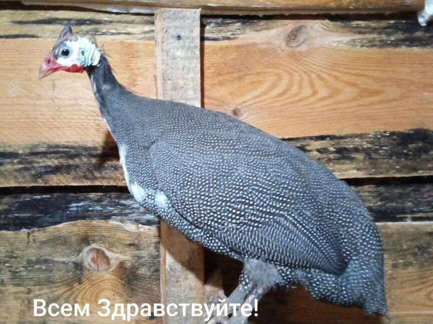 Яйцо Цесарки