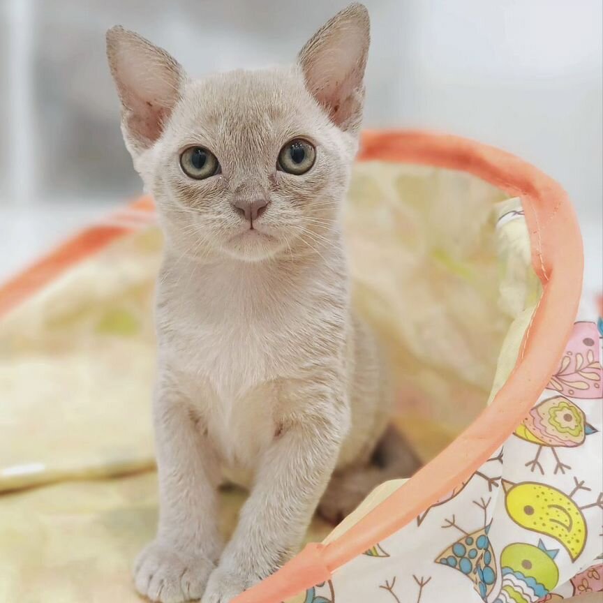 Бурманские котята