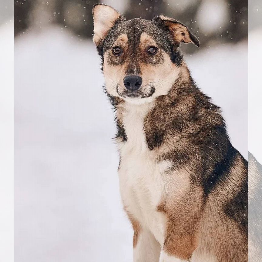 Взрослая собака в добрые руки