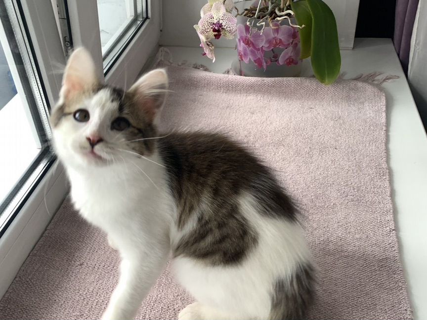 Котенок Федя