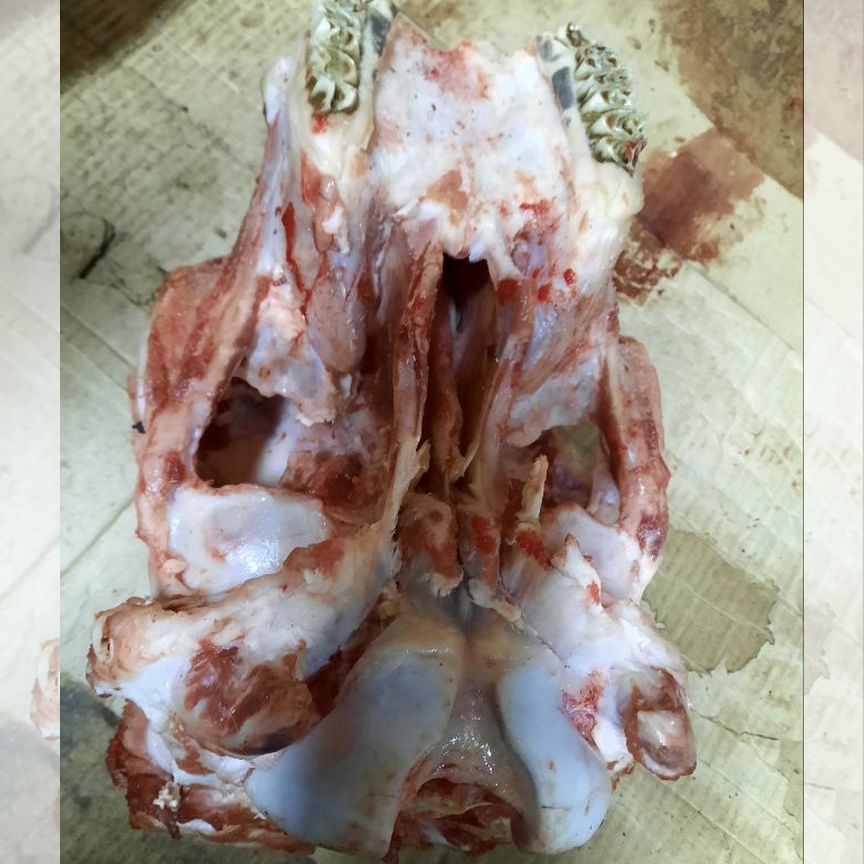 Кости для собак. Говядина