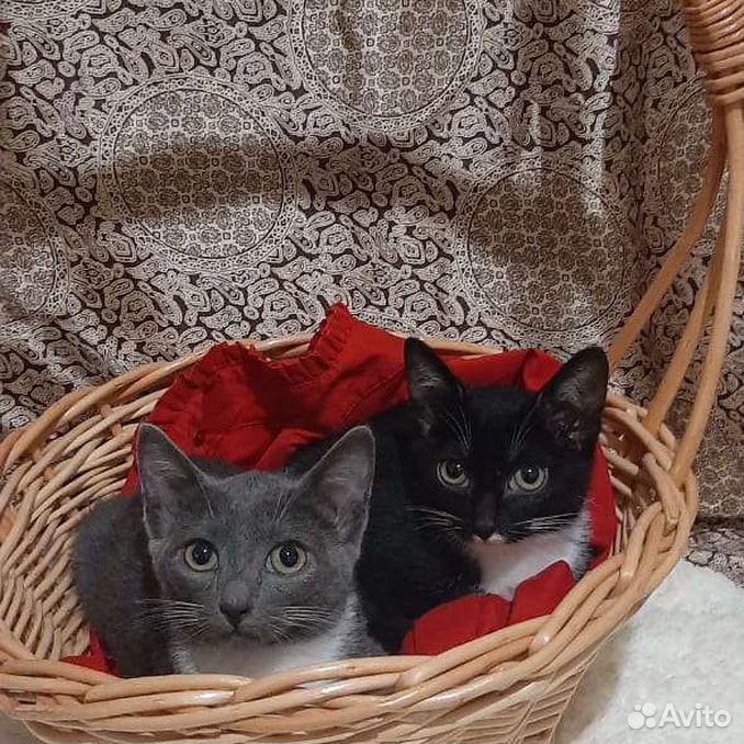 Превосходные котята