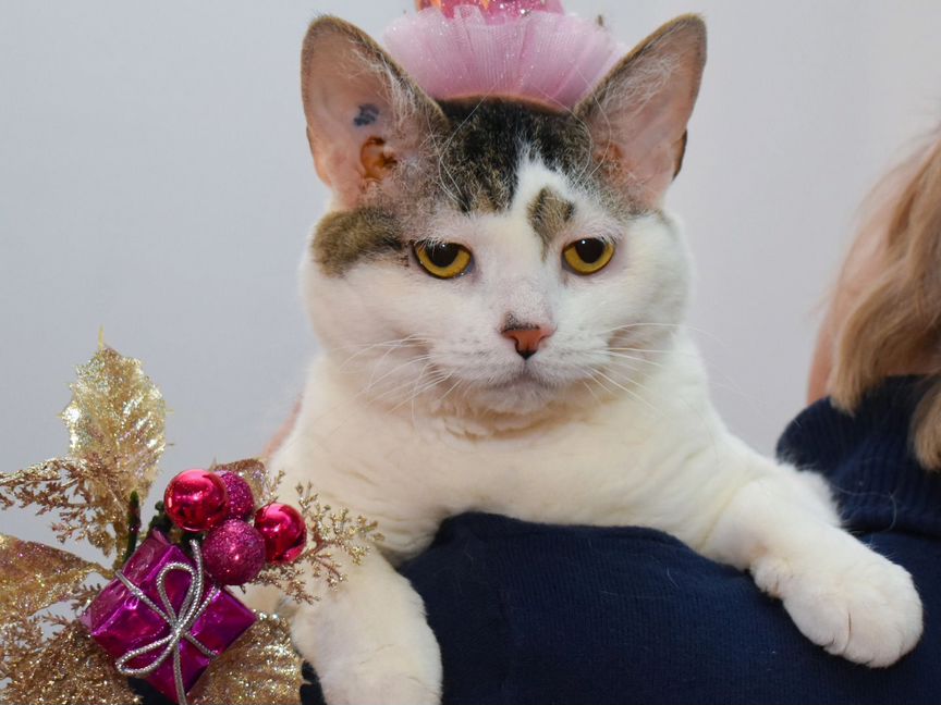 Кошечка Нора