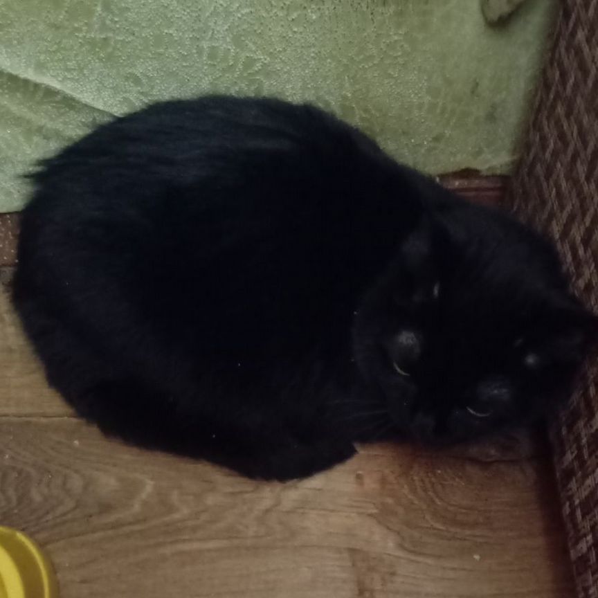 Взрослая, кошка в добрые руки