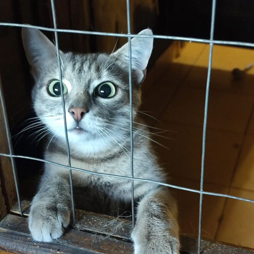 Кошка в дорые руки