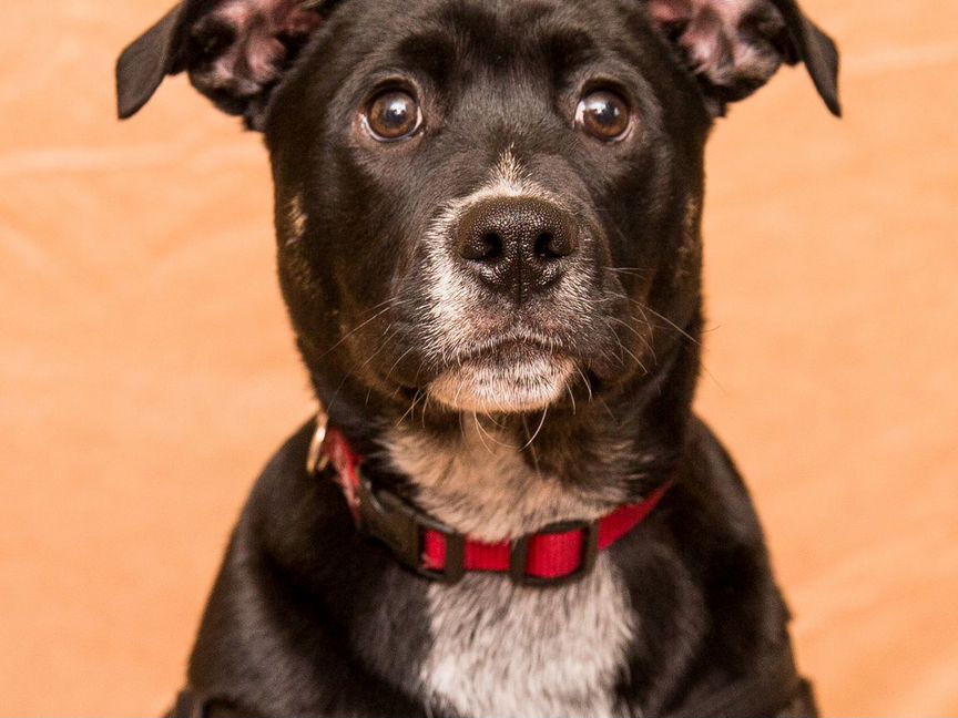 Бинго щенок 4 мес в поисках дома