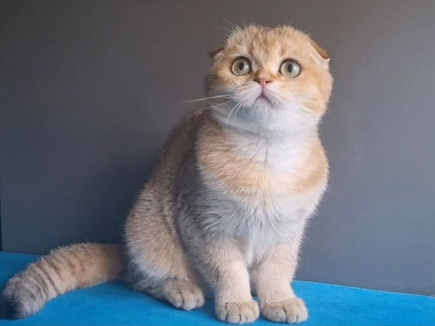 Девочка золотая шиншилла