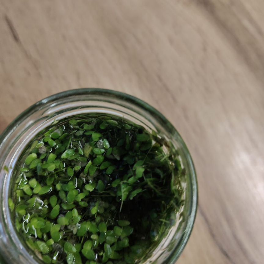 Ряска аквариумная