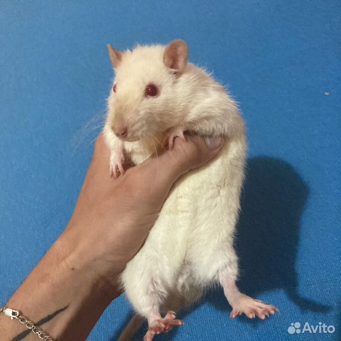 Крыса альбинос