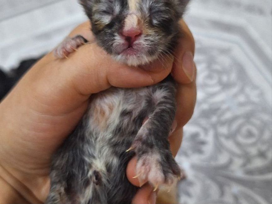 Мейн-кун, кунчта, котята, мейнкунята