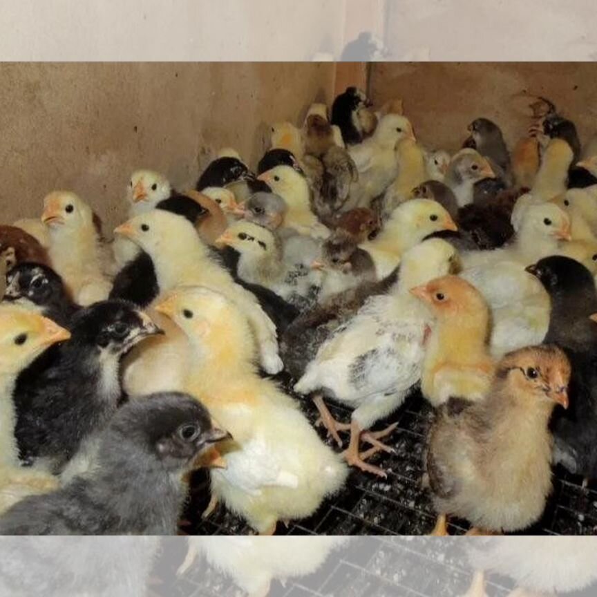 Цыплята 2-х недельные
