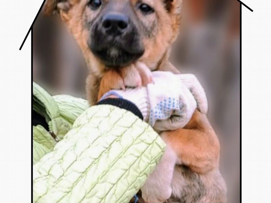 Красивым щенкам нужен Дом