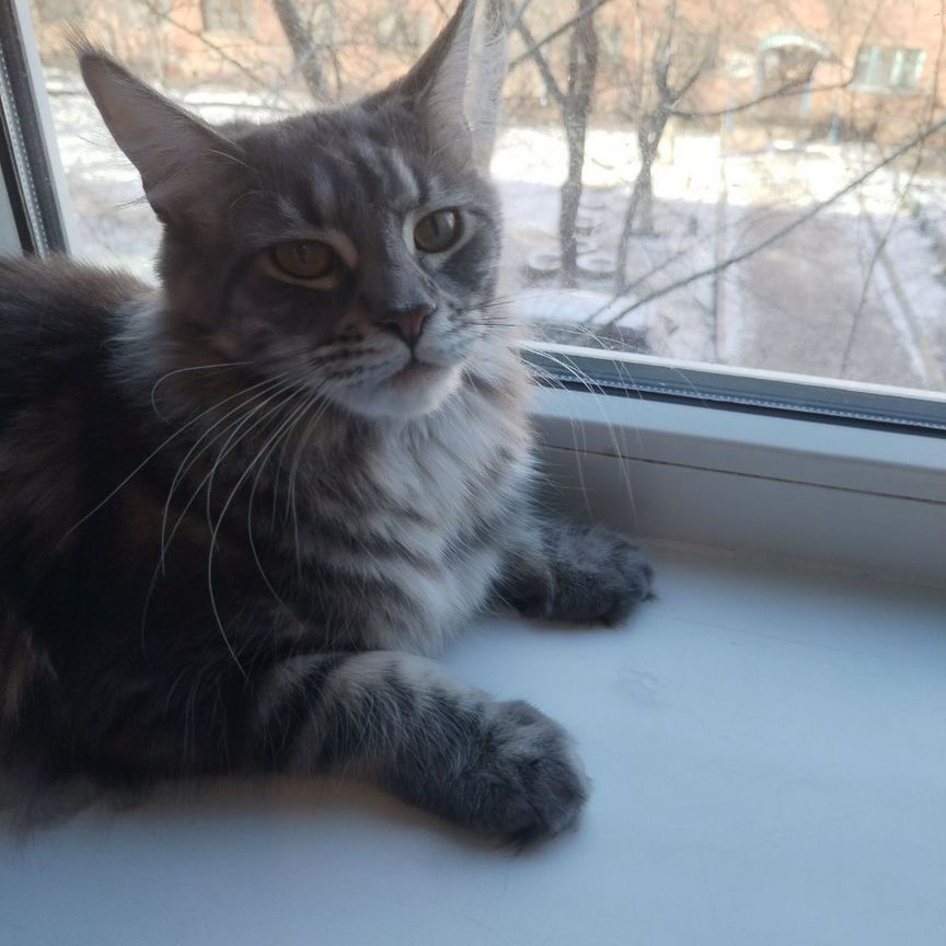 Красавица Мейнкун