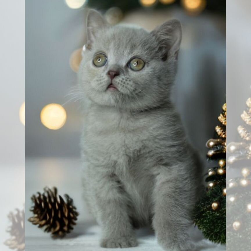 Британские котята