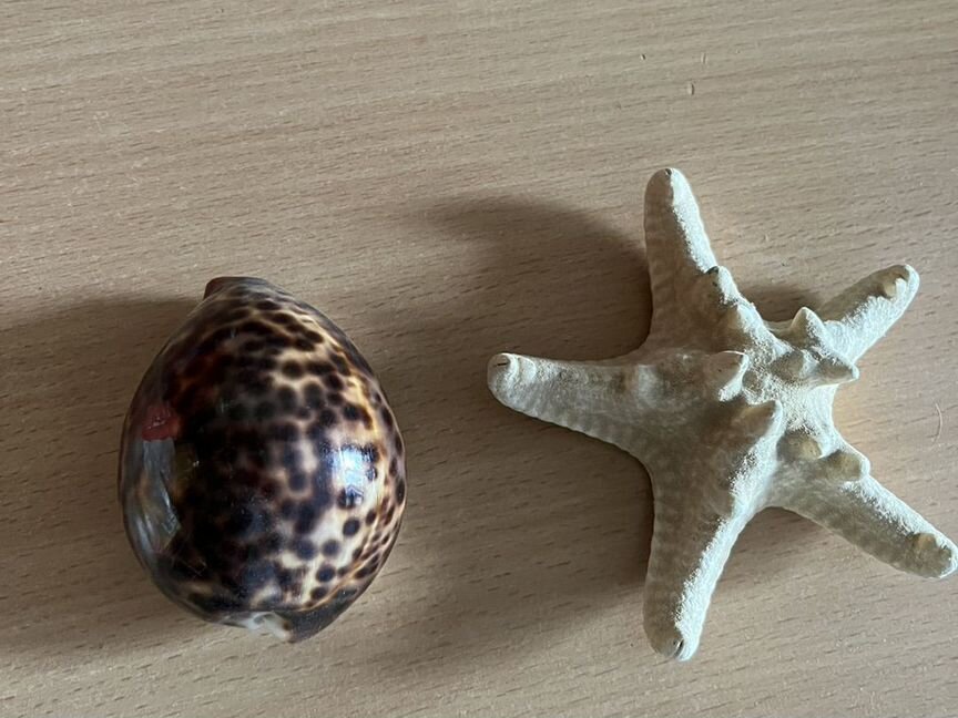 Ракушка и морская звезда цена за обе