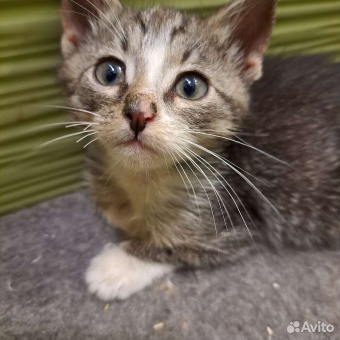 Озорной котенок бесплатно